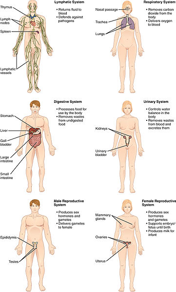 Human Anatomy And Physiology Human Anatomy And Physiology
